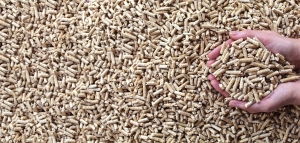 Balcas Timber – Balcas.com